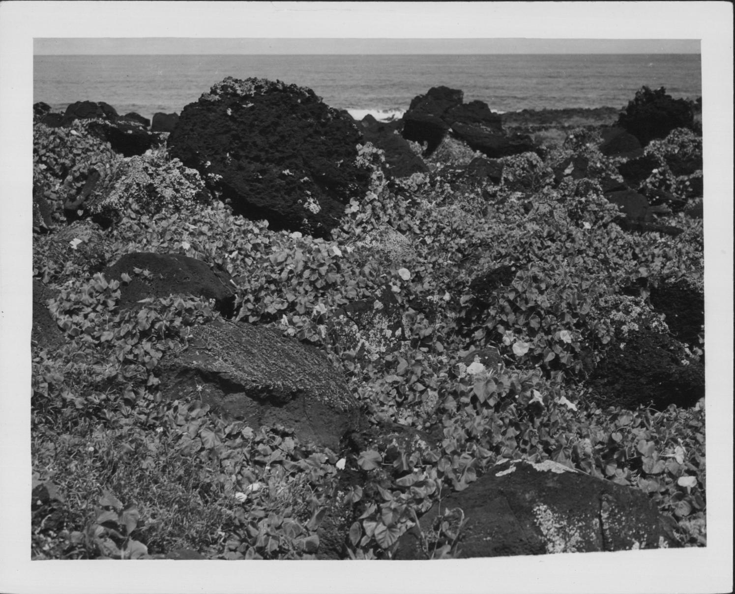 Browse Catalog - Digital Archives of Hawaiʻi