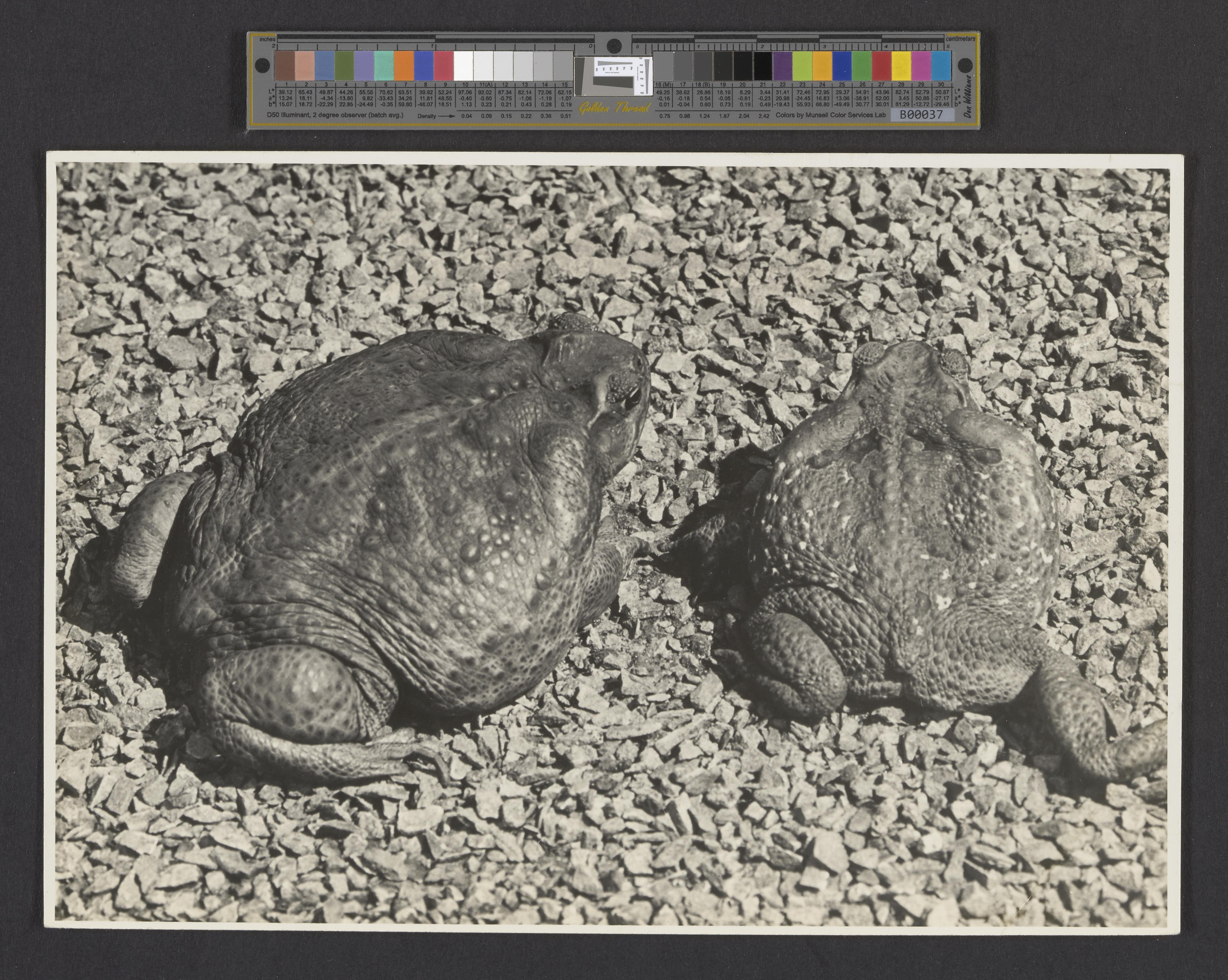 Browse Catalog - Digital Archives of Hawaiʻi